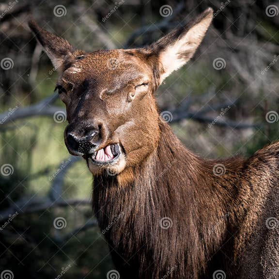 Laughing Deer stock image. Image of moose, staring, ears - 71453383