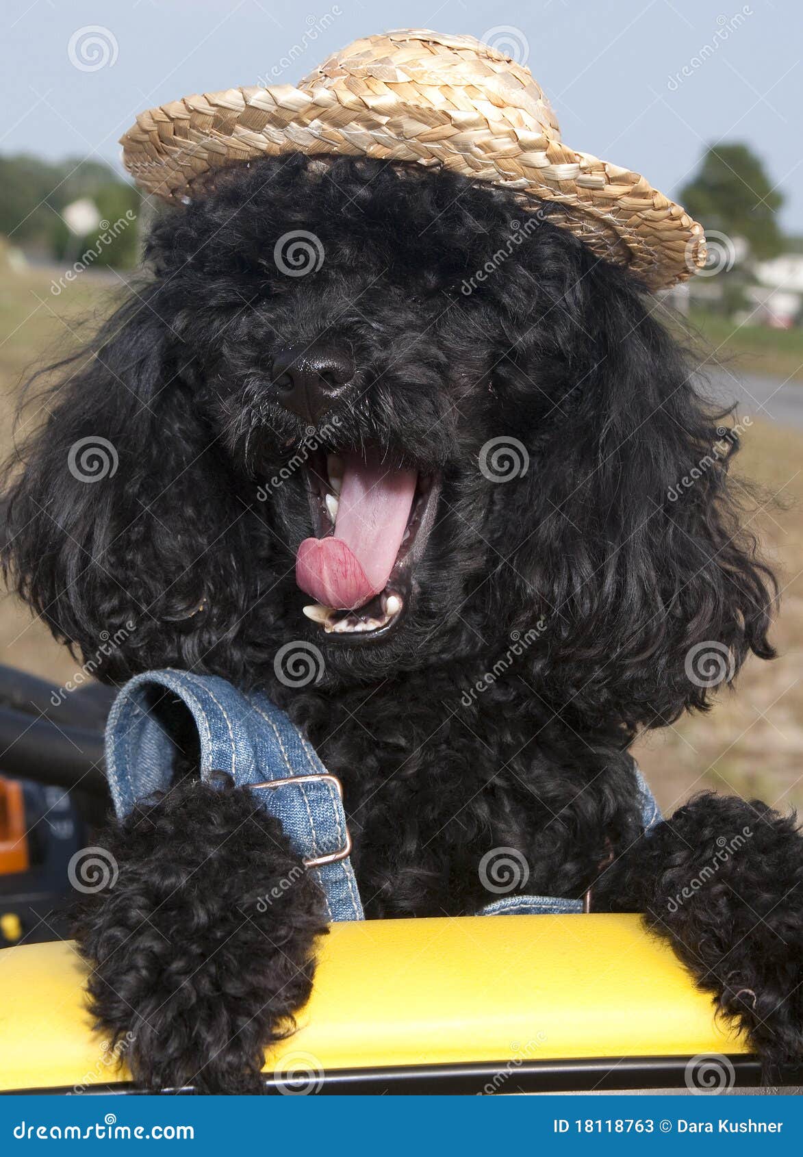 Laughing Dog stock image. Image of open, blue, canine - 18118763