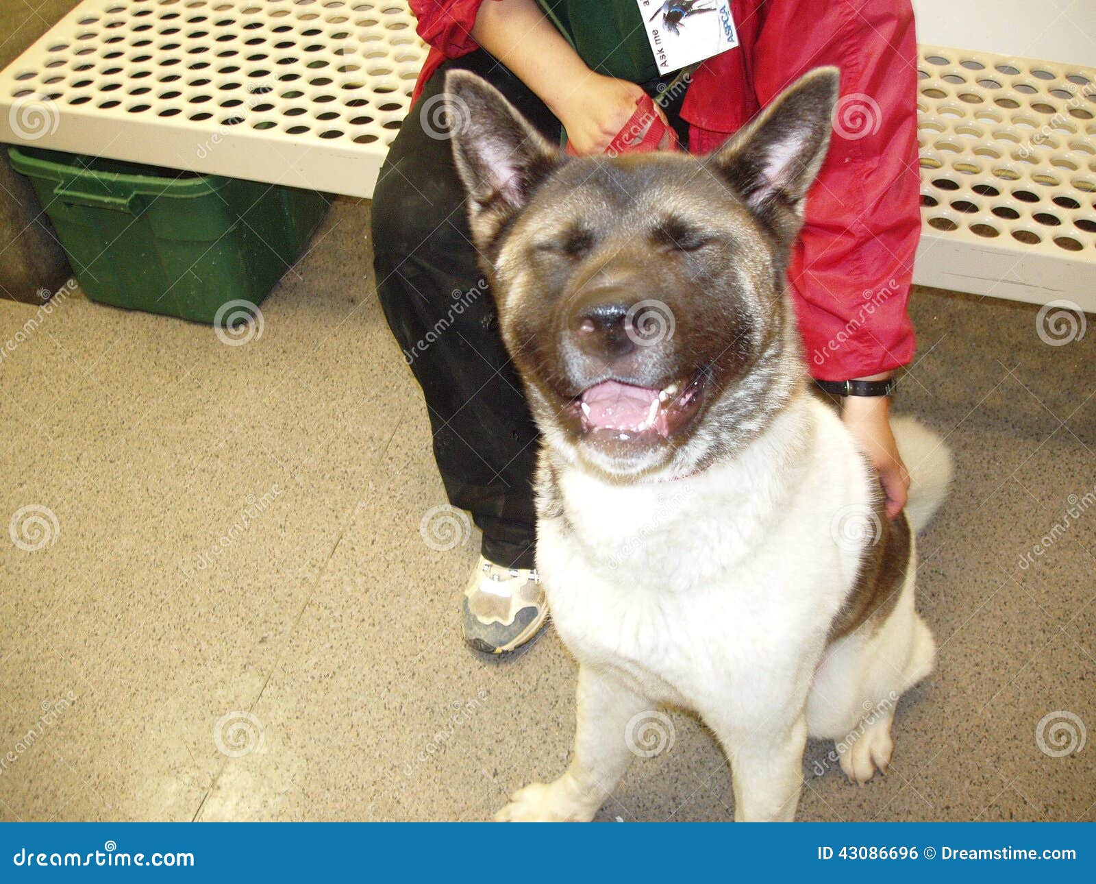 Laughing Dog editorial photo. Image of smiling, brown - 43086696