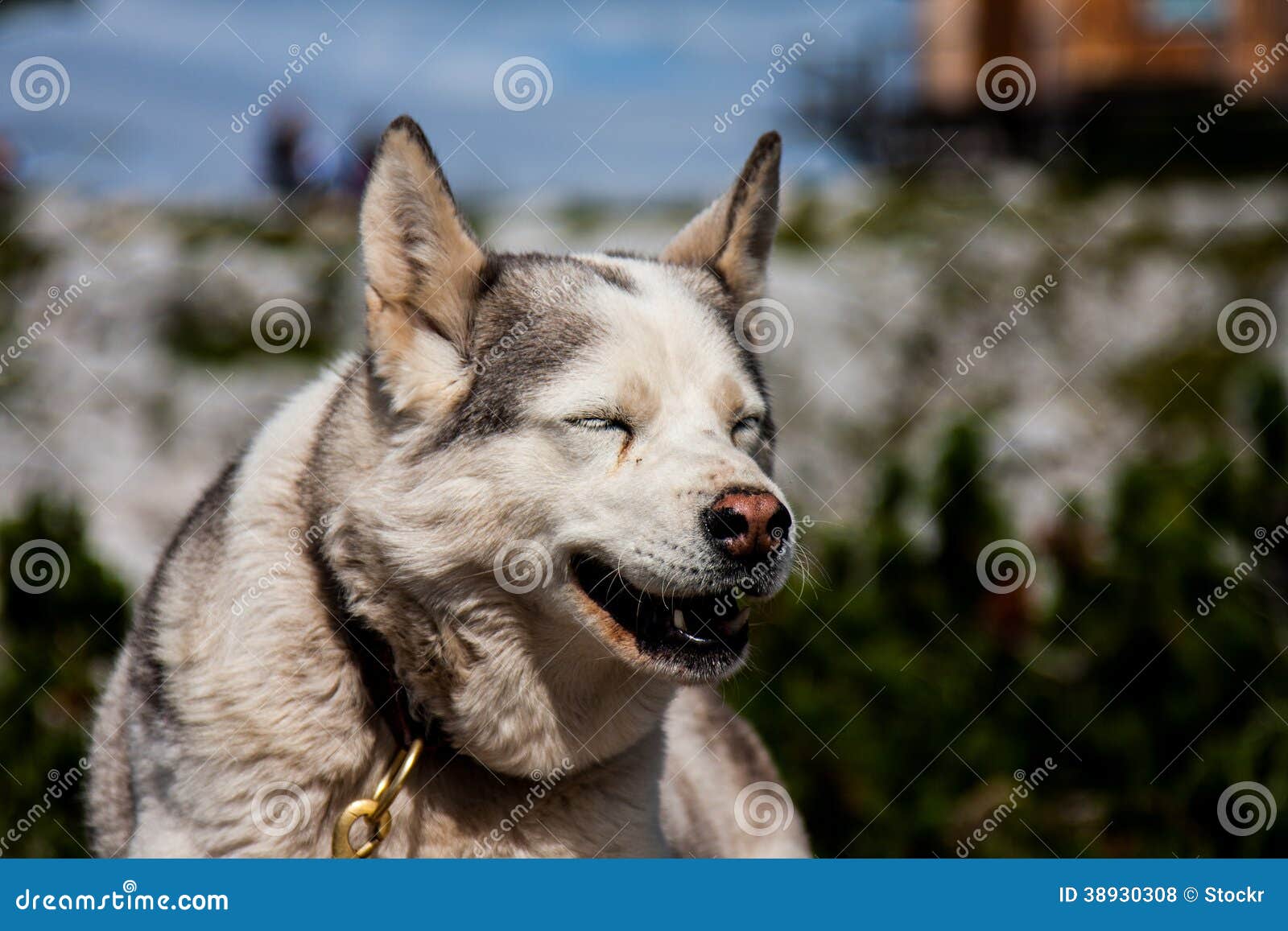 Laughing dog stock photo. Image of gorgeous, emotion - 38930308