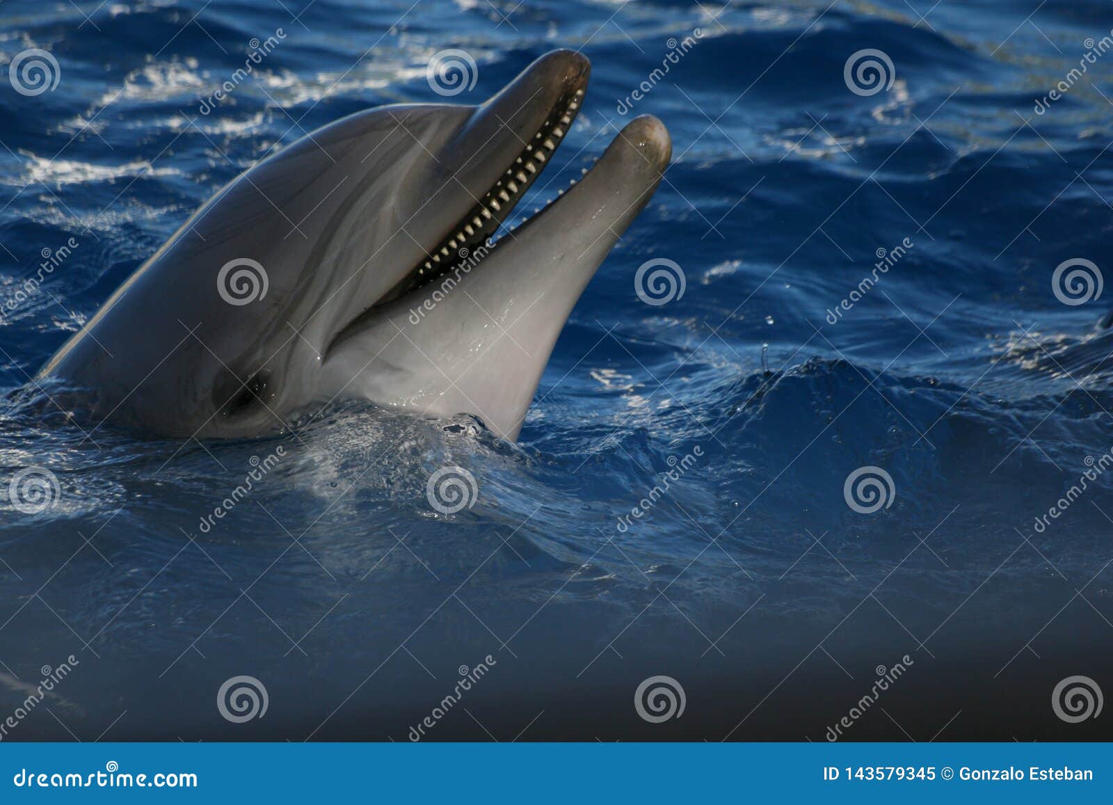 Laughing dolphin stock image. Image of creature, fish - 143579345