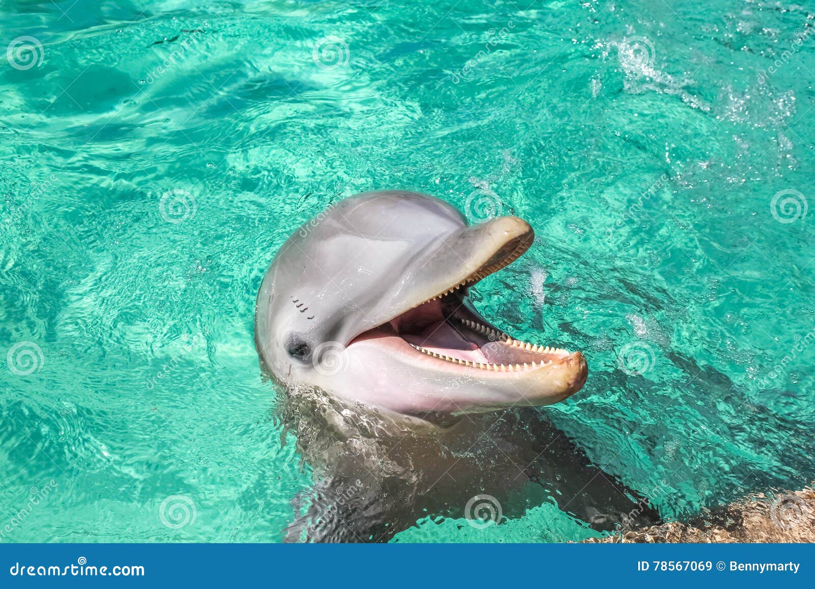 The laughing dolphin stock image. Image of cute, smiling - 78567069