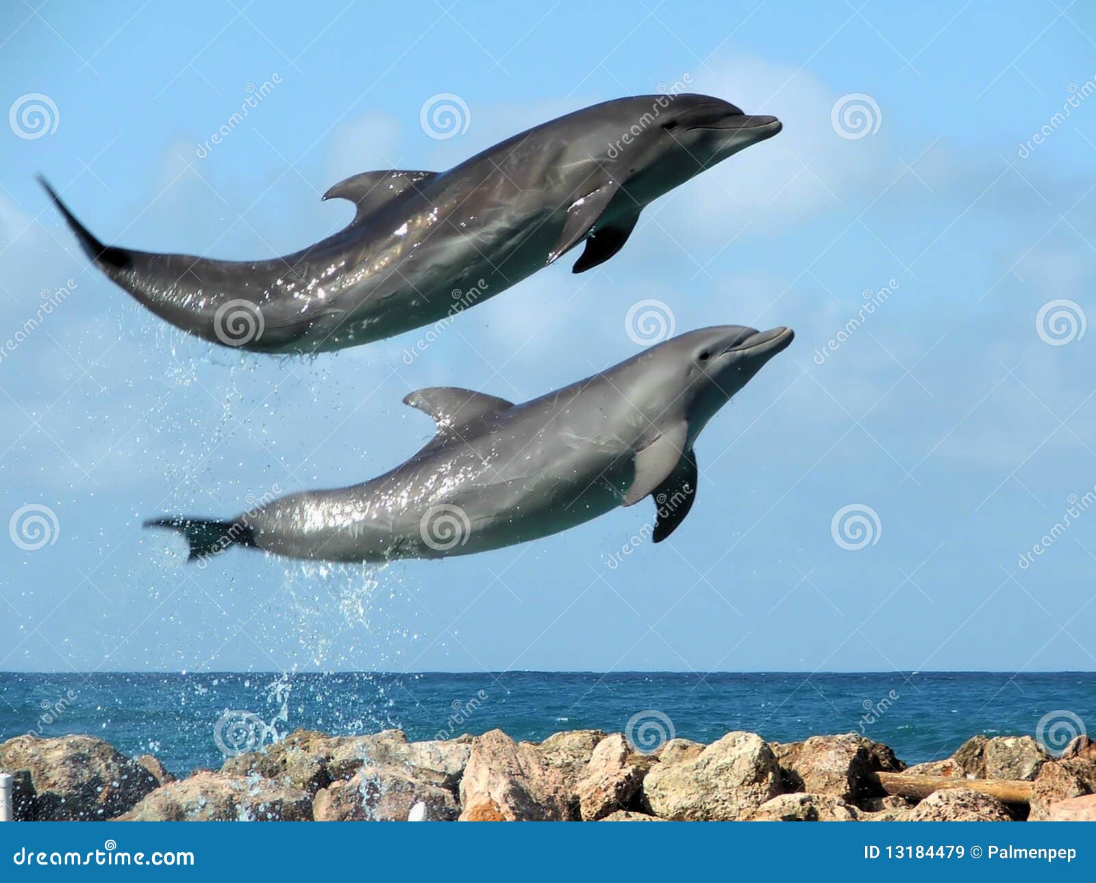 Laughing Dolphins stock image. Image of intelligence - 13184479