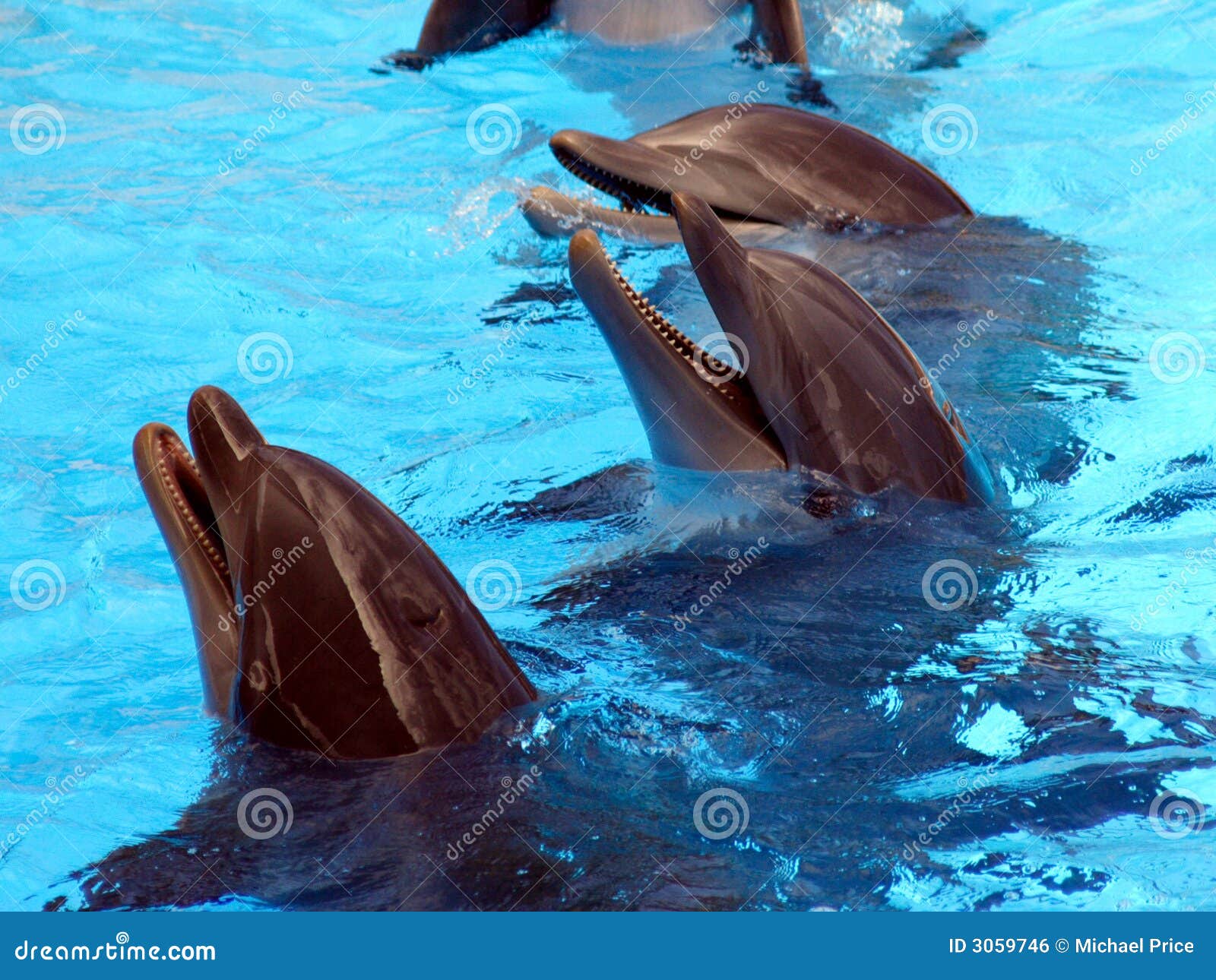 Laughing Dolphins stock photo. Image of play, laughter - 3059746
