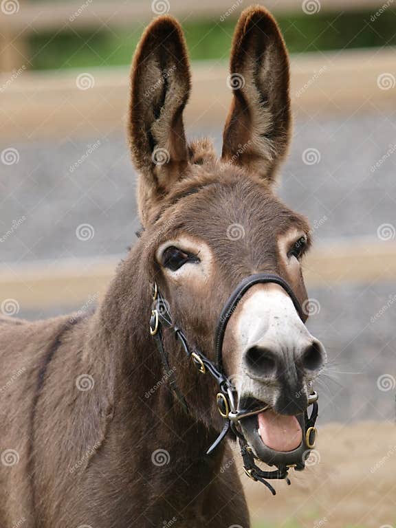 Laughing donkey stock photo. Image of donkey, cute, ears - 20028520