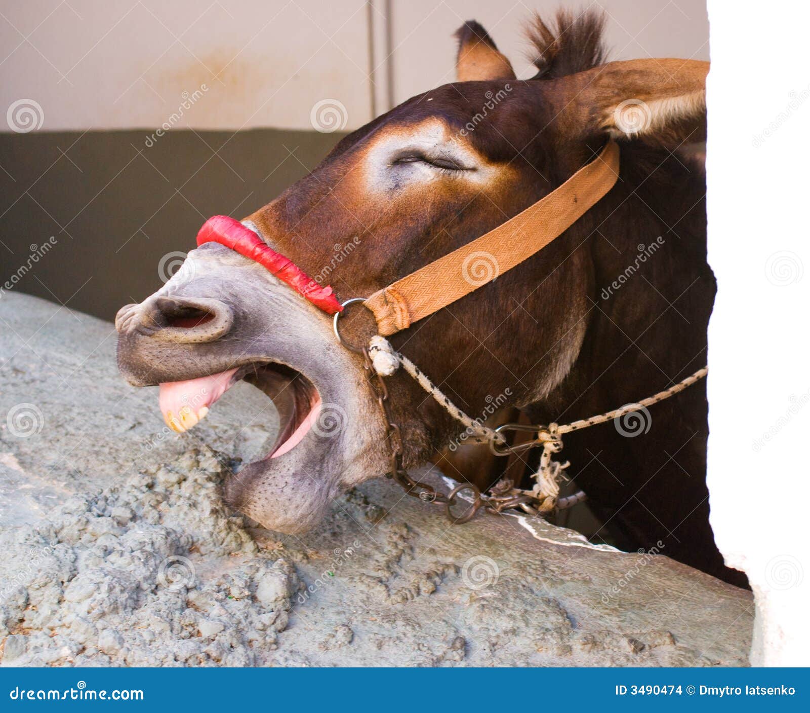 Laughing donkey stock photo. Image of mammal, happiness - 3490474