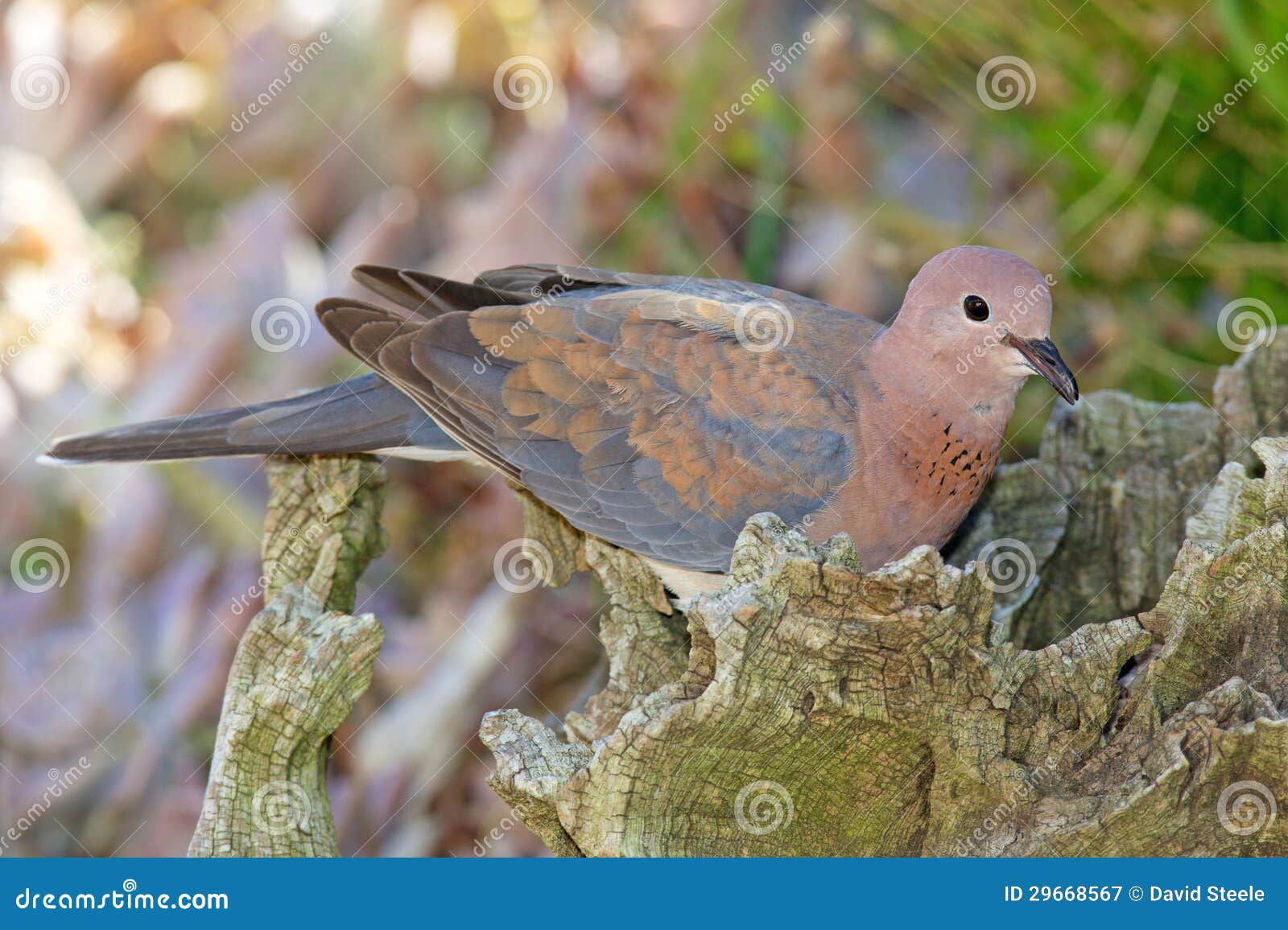 Laughing Dove stock image. Image of little, eastern, pigeon - 29668567
