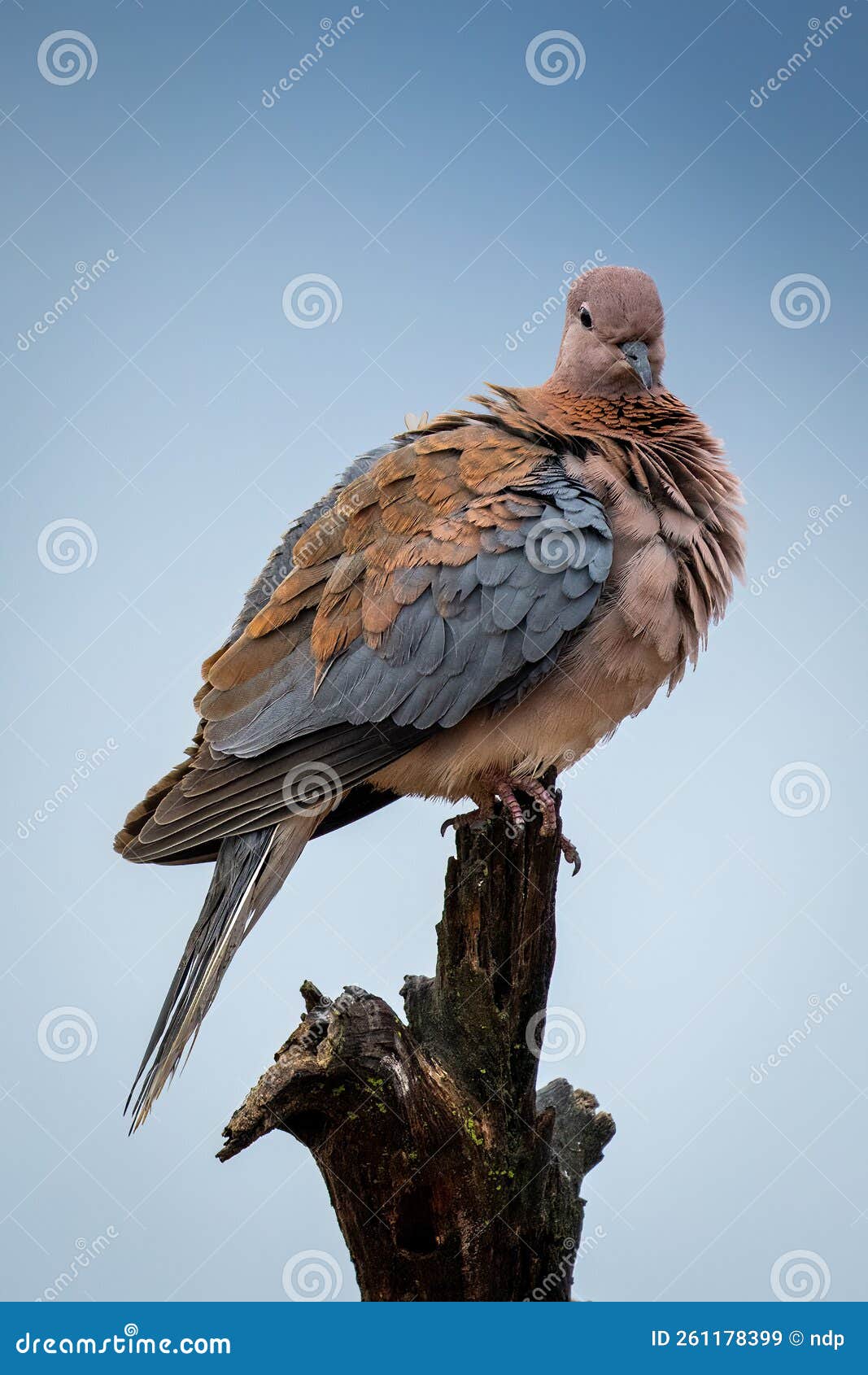 Laughing Dove Looks Down from Tree Stump Stock Image - Image of dove ...