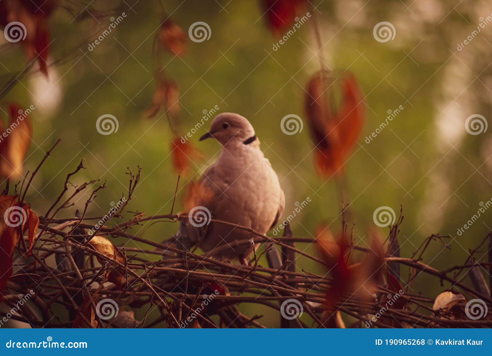 Parrot And Dove Sitting On A Branch In A Cage Royalty-Free Stock Image ...