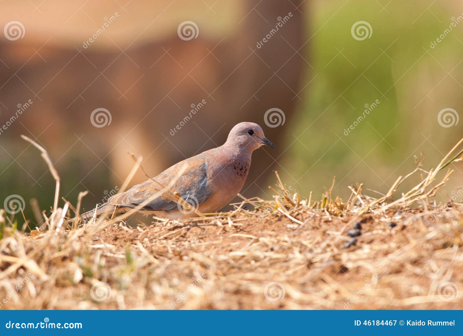 Laughing Dove stock image. Image of adorable, senegal - 46184467