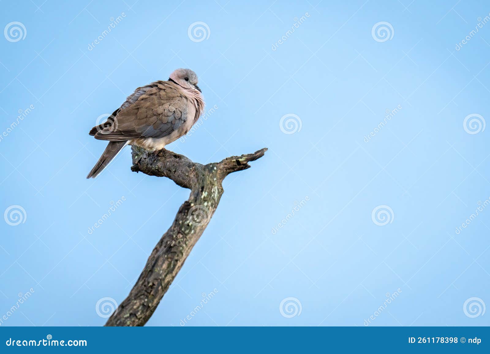 Laughing Dove in Profile on Dead Branch Stock Photo - Image of wildlife ...