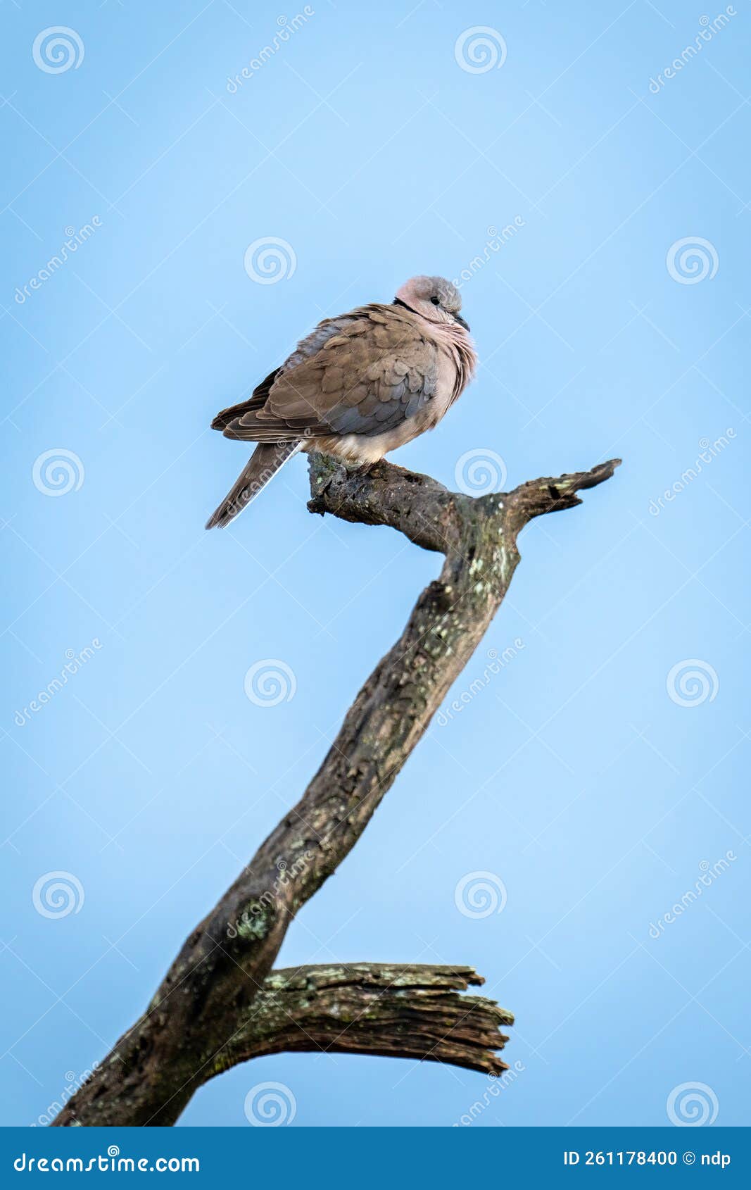 Laughing Dove in Profile on Twisted Branch Stock Photo - Image of ...