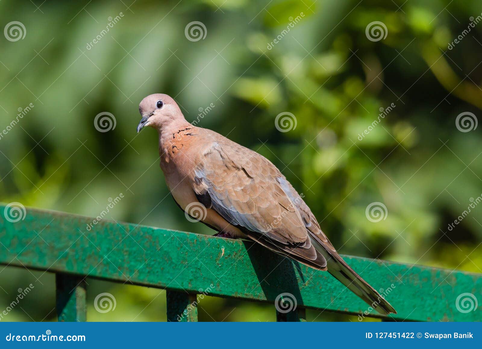 Laughing Dove Sitting and Watching Stock Photo - Image of jungle ...