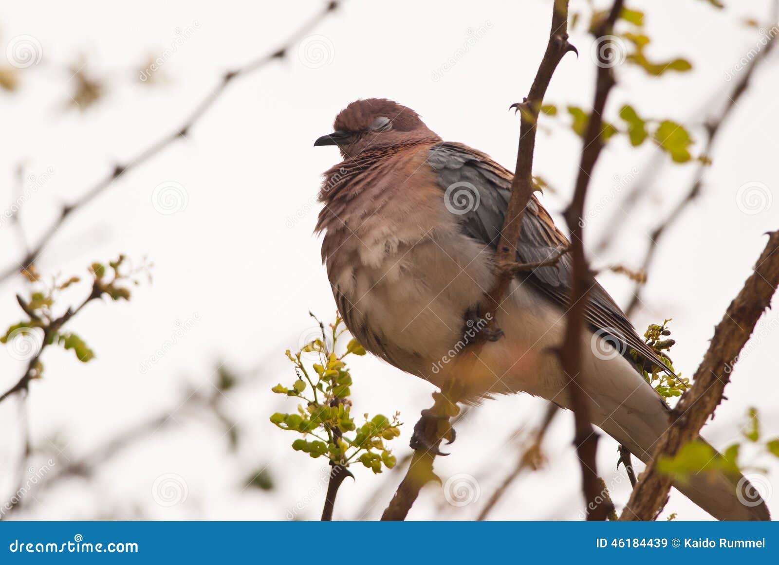 Dove Sleeping On The Wire Royalty-Free Stock Photography ...