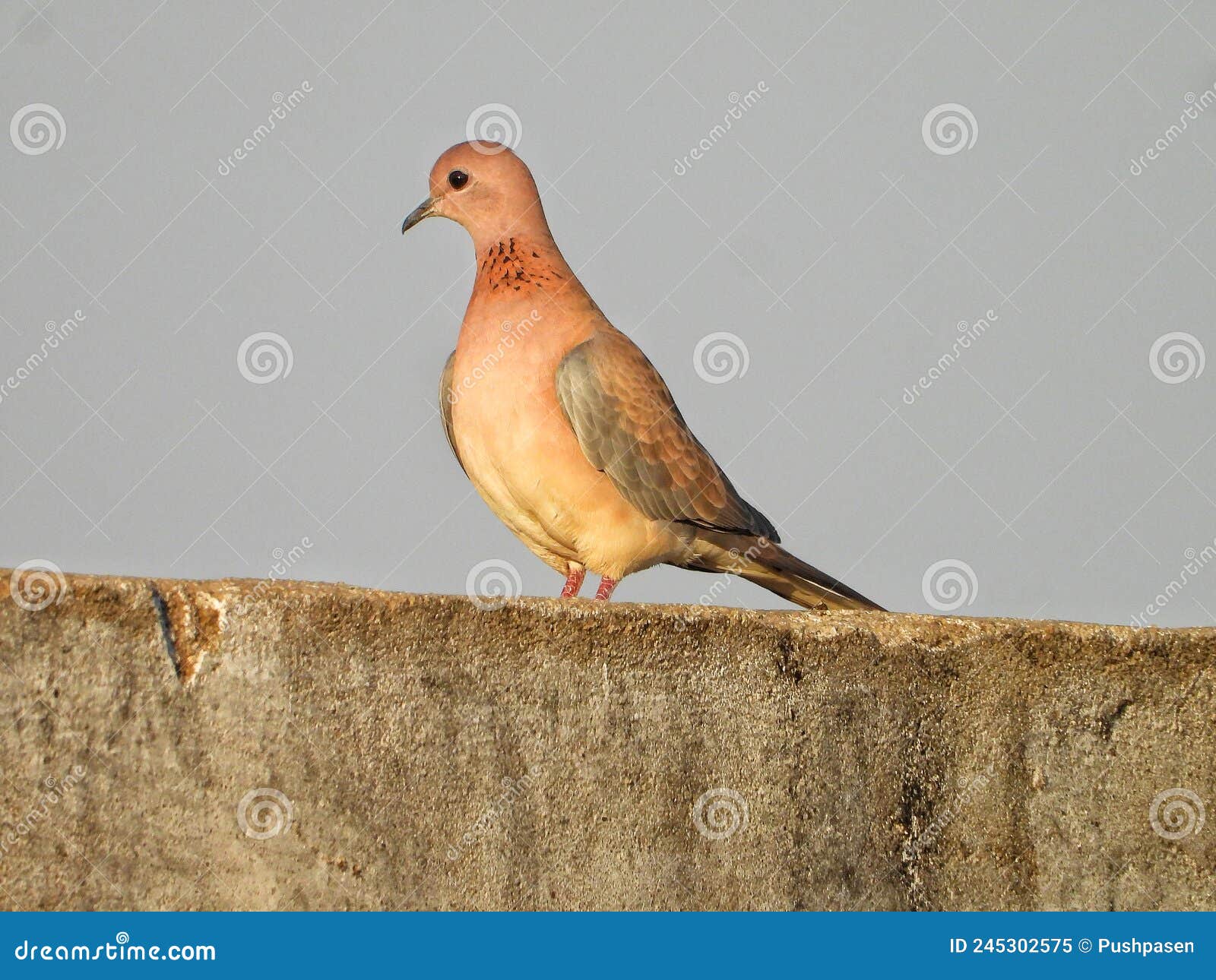 Laughing dove on a wall stock image. Image of finch - 245302575