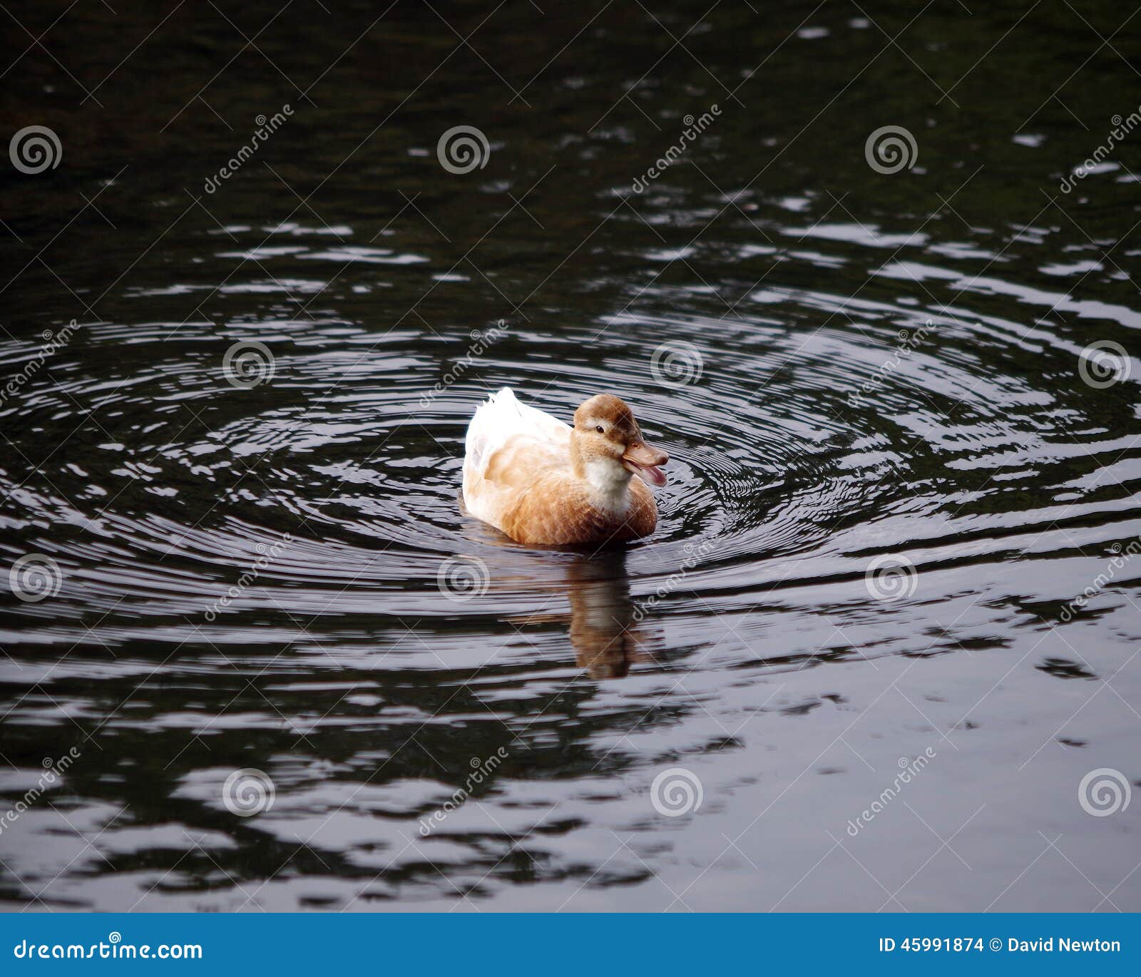 Laughing Duck stock photo. Image of happy, laughing, ripples - 45991874