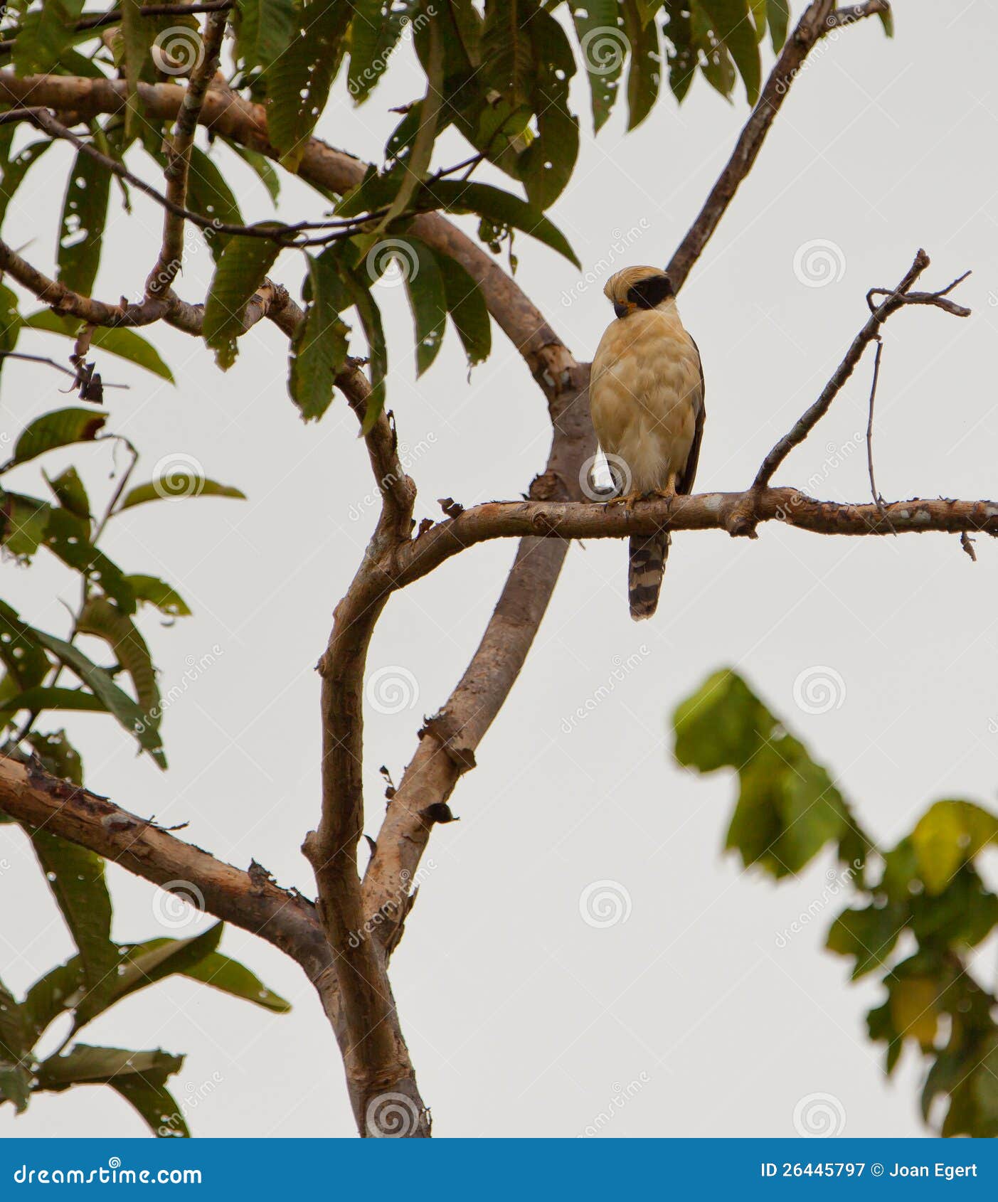 Laughing Falcon stock image. Image of peruvian, colour - 26445797