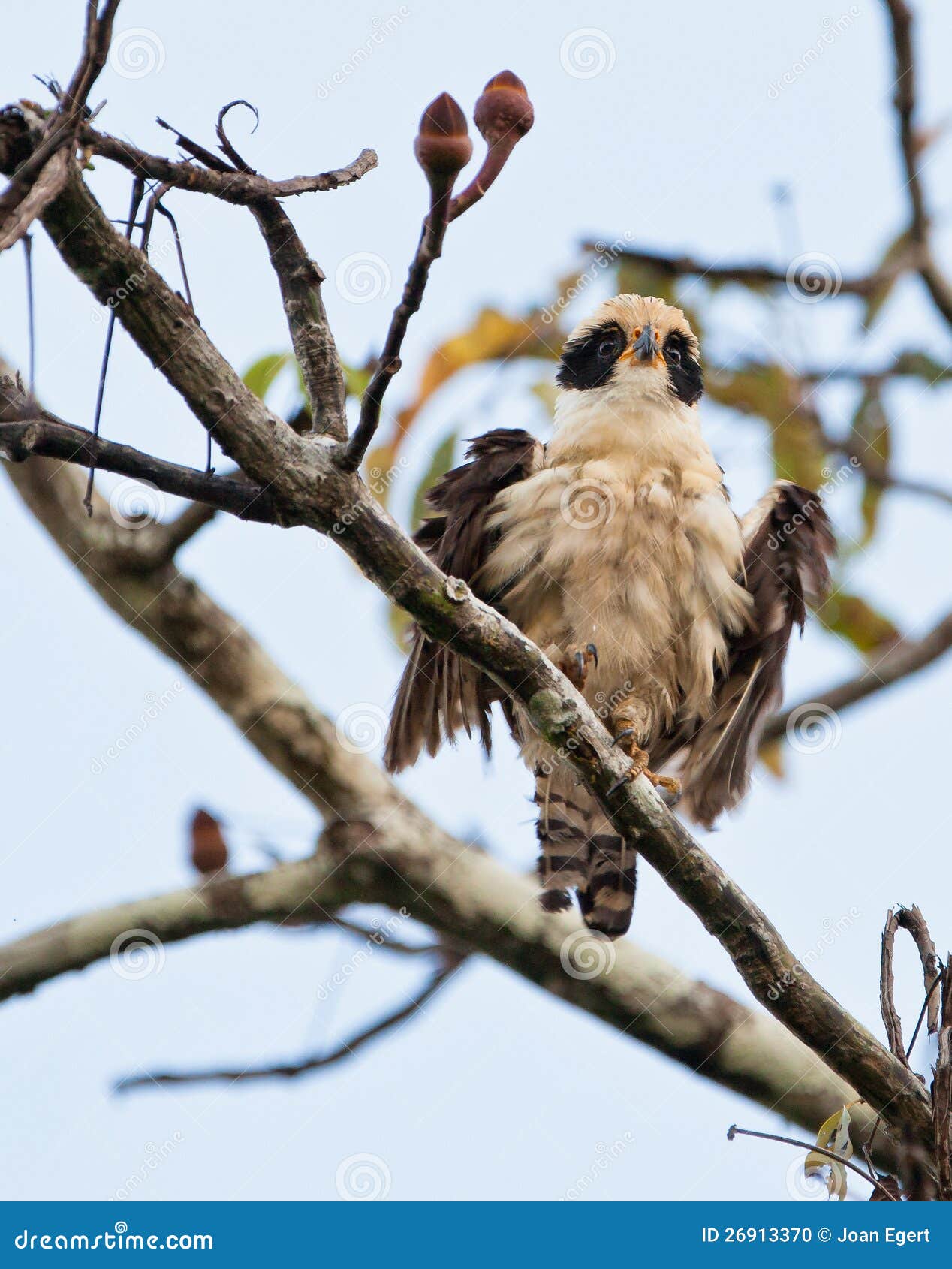 Laughing Falcon stock photo. Image of creatures, fauna - 26913370