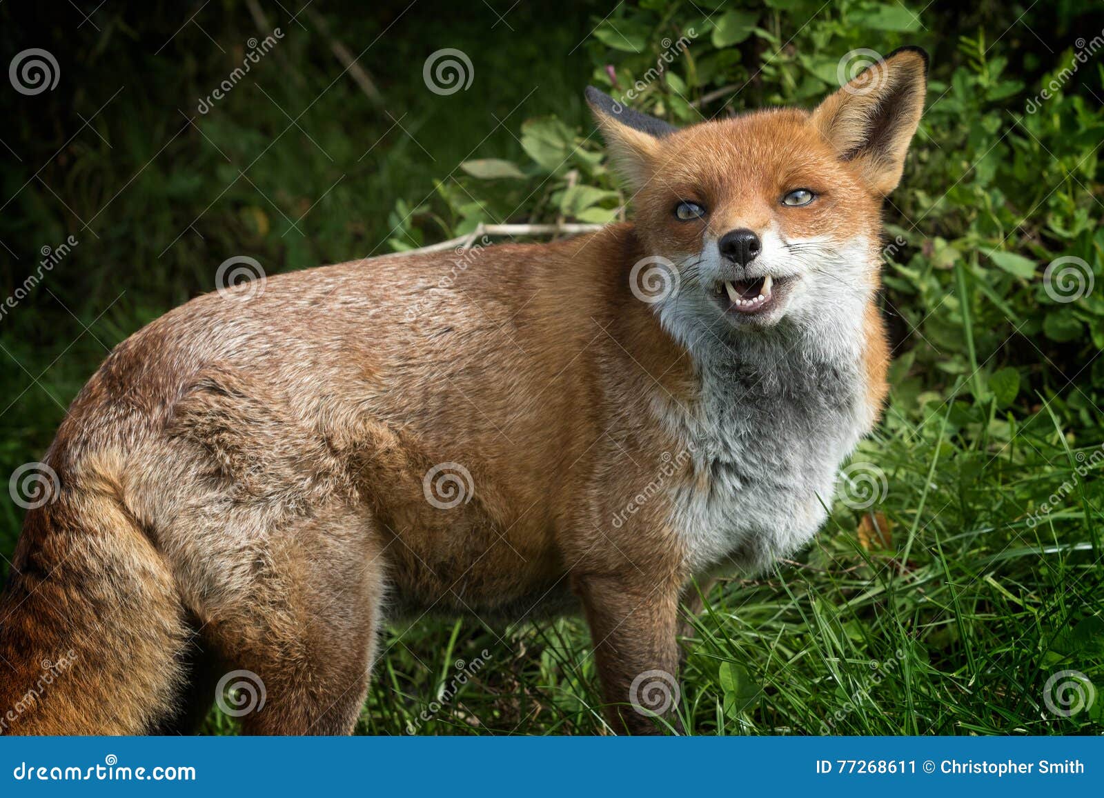 The laughing fox stock image. Image of alert, canidae - 77268611