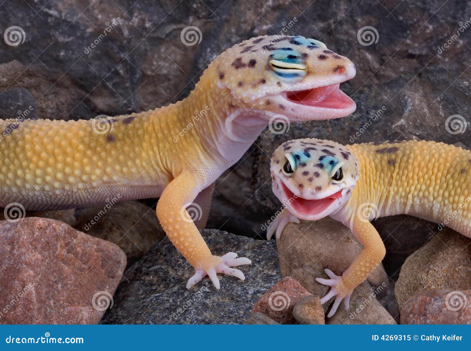 Laughing Geckos stock image. Image of creature, lizard - 4269315
