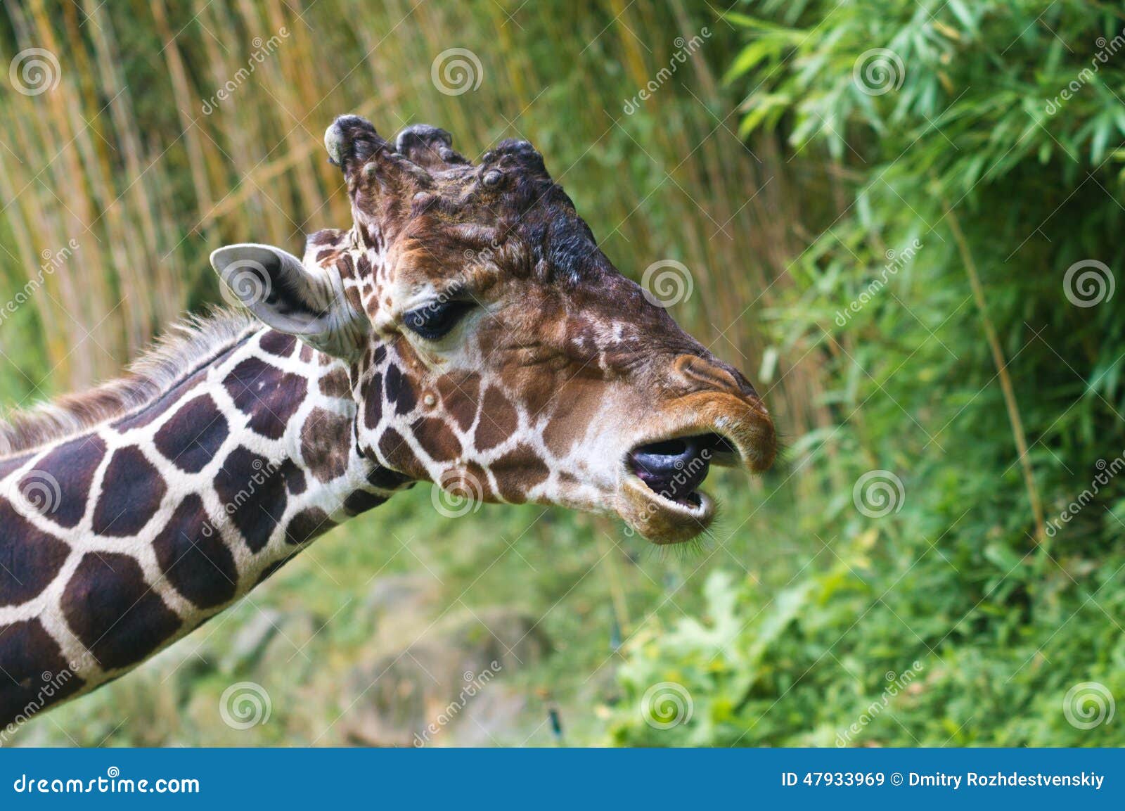 Laughing giraffe stock image. Image of laughter, blue - 47933969