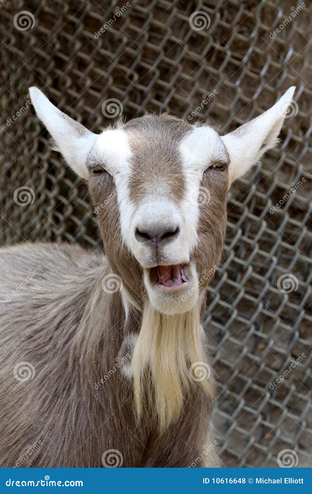 Goat Laughing