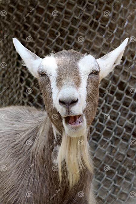Laughing Goat stock photo. Image of farming, country - 10616648