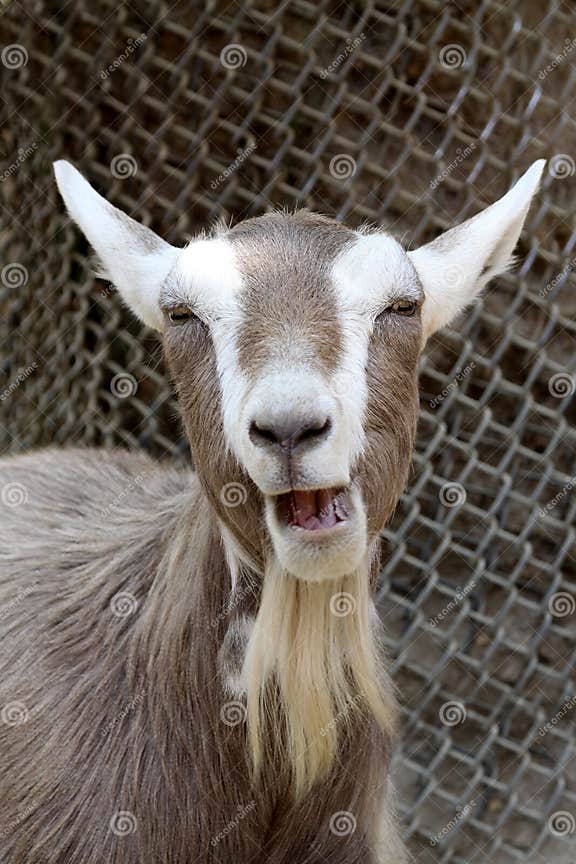Laughing Goat stock photo. Image of farming, country - 10616648