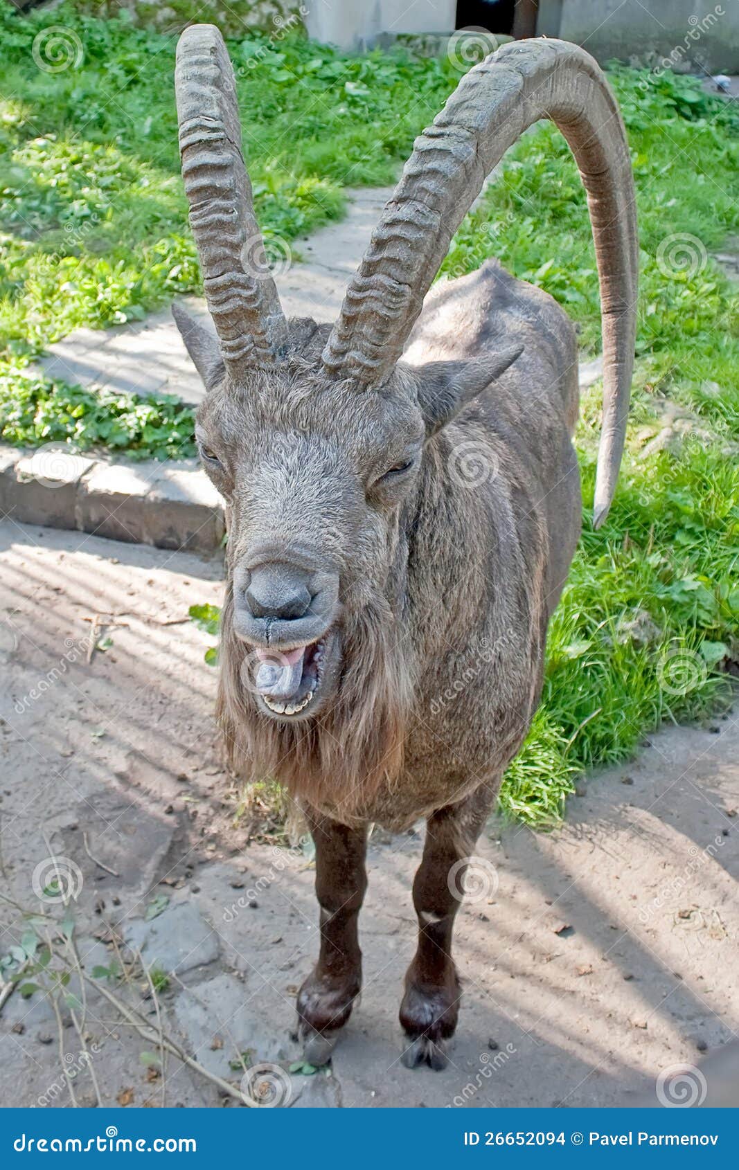 Laughing goat stock photo. Image of siberian, bearded - 26652094