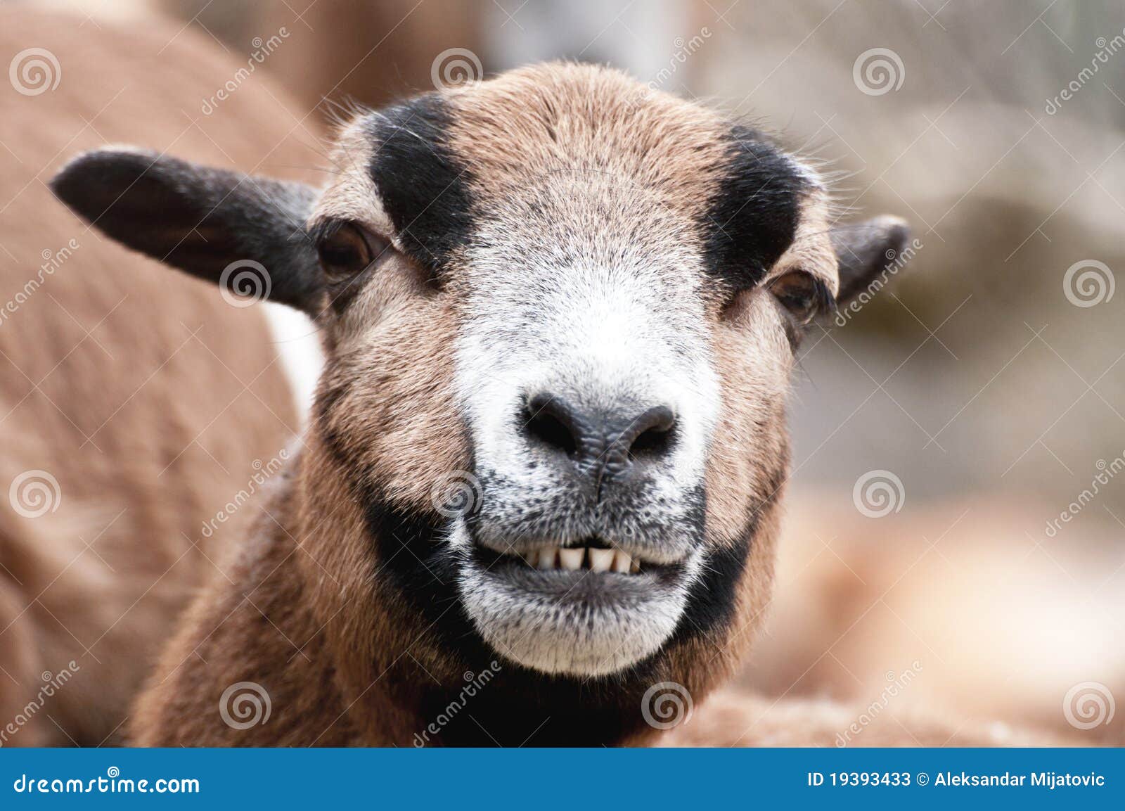 Laughing goat portrait stock image. Image of agriculture - 19393433