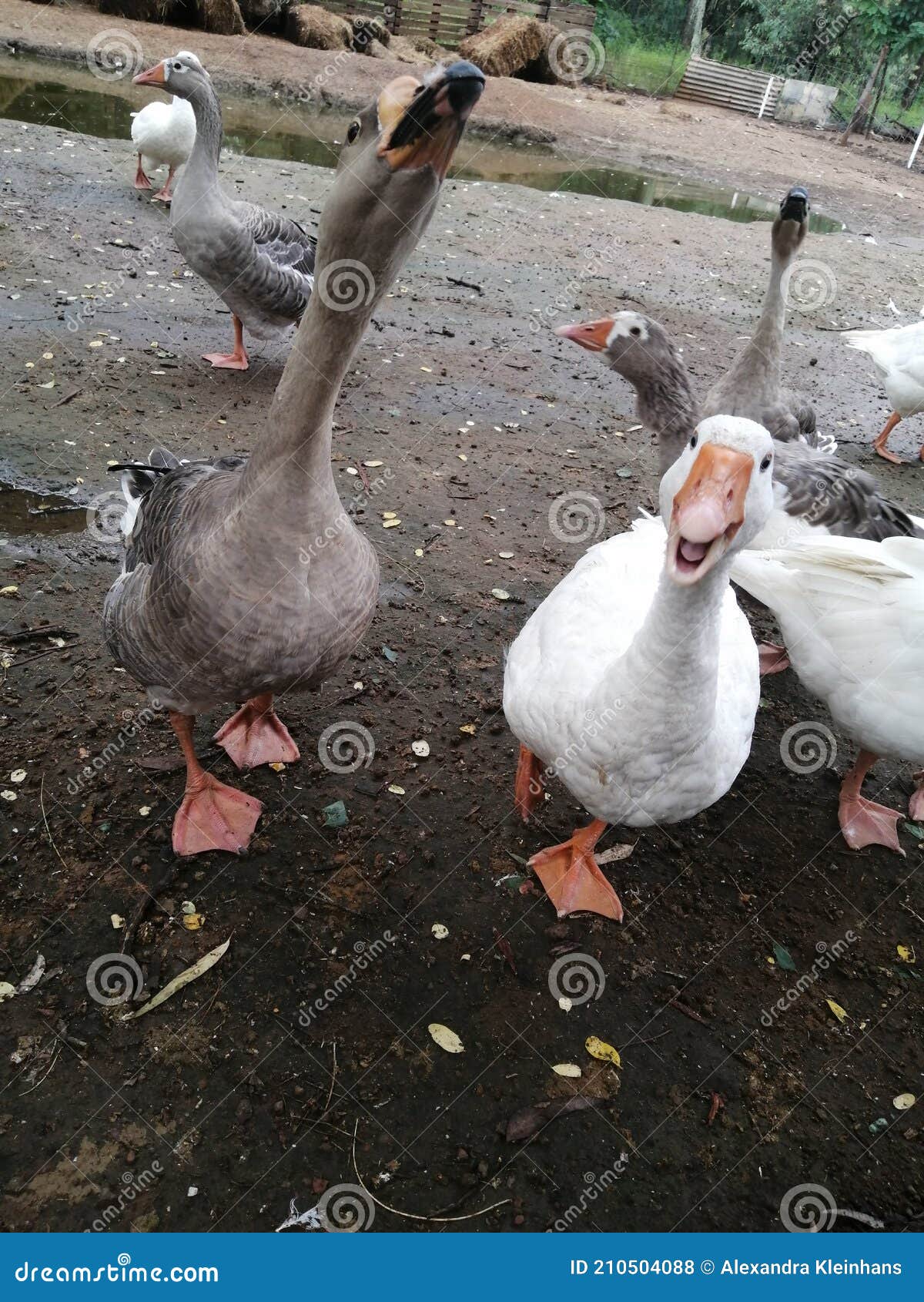 Laughing goose white stock photo. Image of bird, funny - 210504088