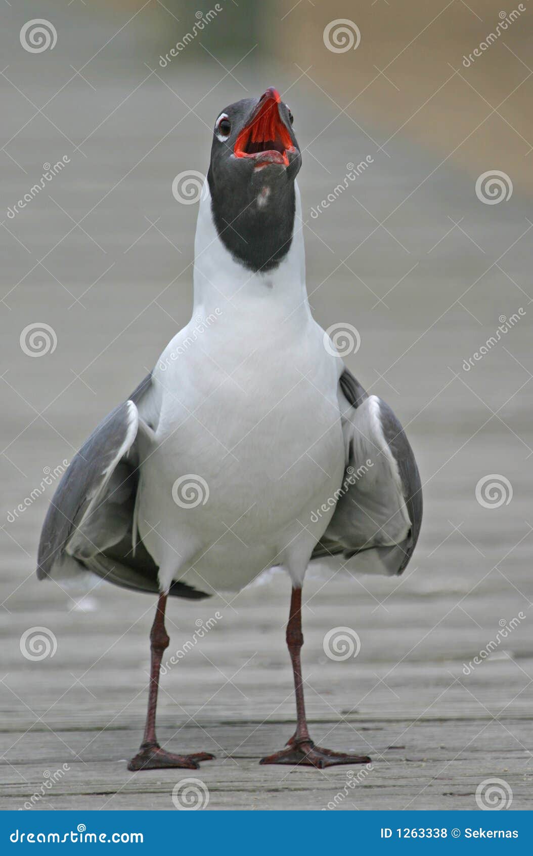 Laughing gull stock photo. Image of noises, loud, flight - 1263338