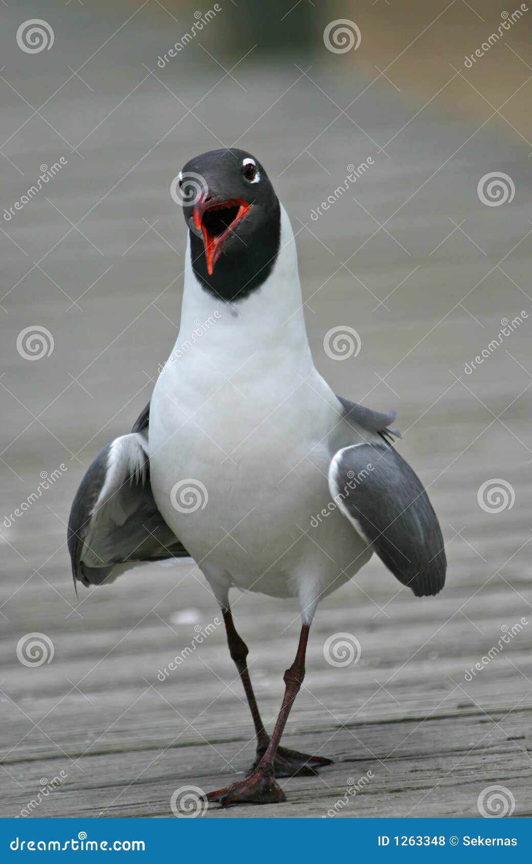 Laughing gull stock photo. Image of gulls, birds, mouth - 1263348