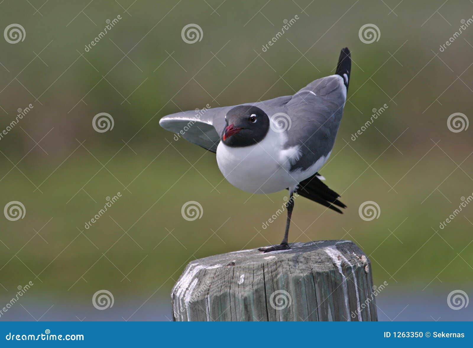 Laughing gull stock photo. Image of flight, laughing, nature - 1263350