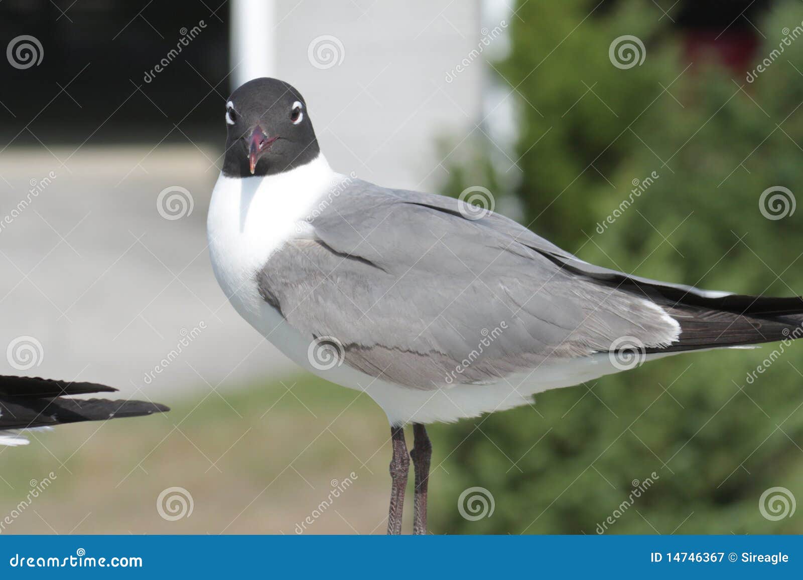 Laughing Gull stock image. Image of larus, bill, gull - 14746367