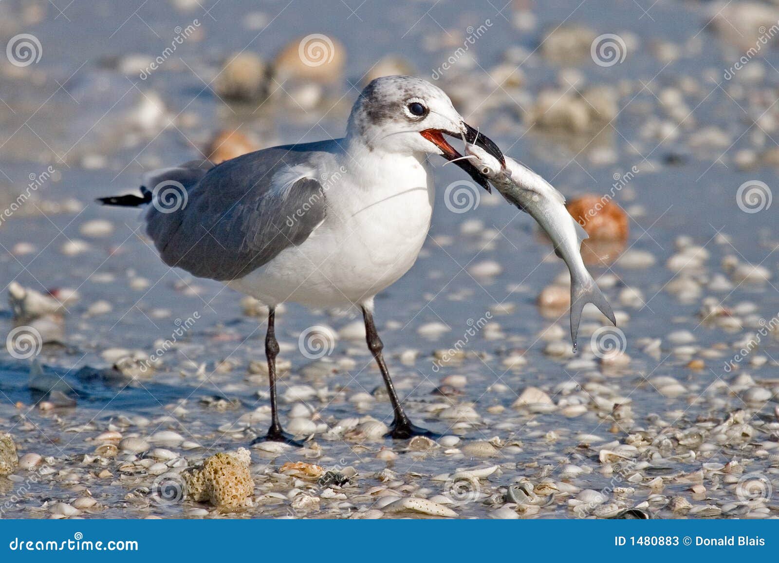Laughing Gull stock image. Image of wading, ocean, gull - 1480883