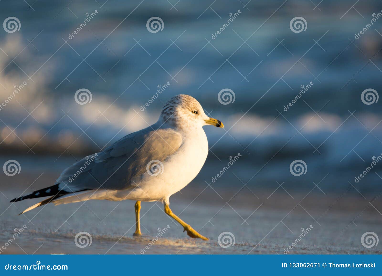 Laughing gull stock image. Image of gull, sand, ocean - 133062671