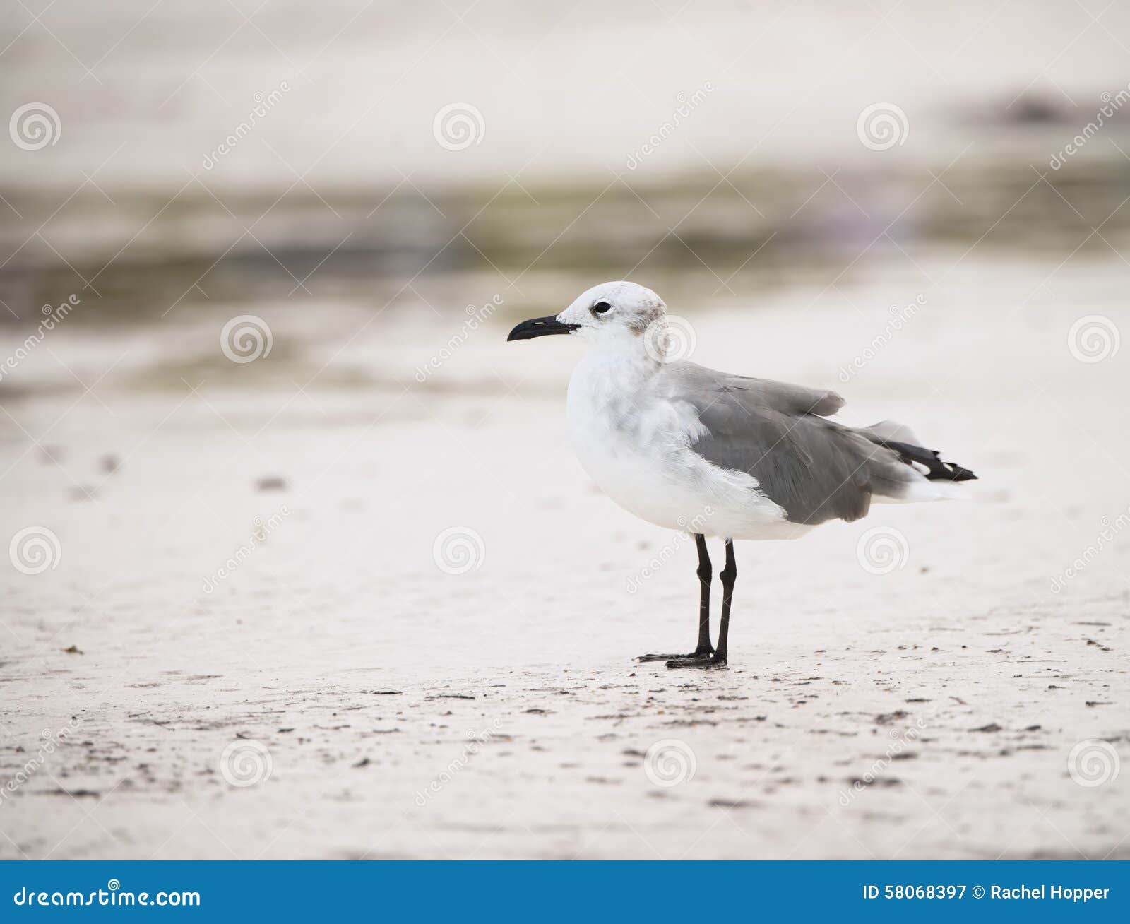 Laughing Gull on the Beach in the Yucatan, Mexico Stock Image - Image ...