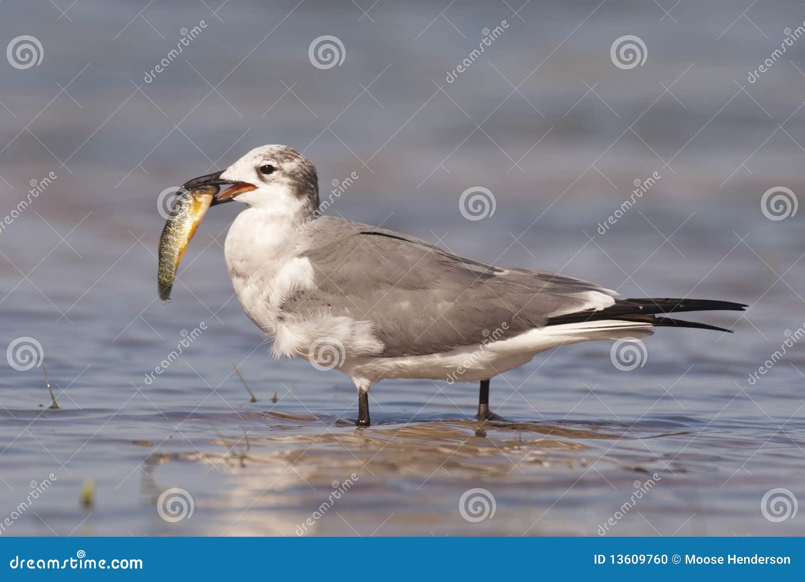 Laughing gull with fish stock photo. Image of gulls, zoology - 13609760