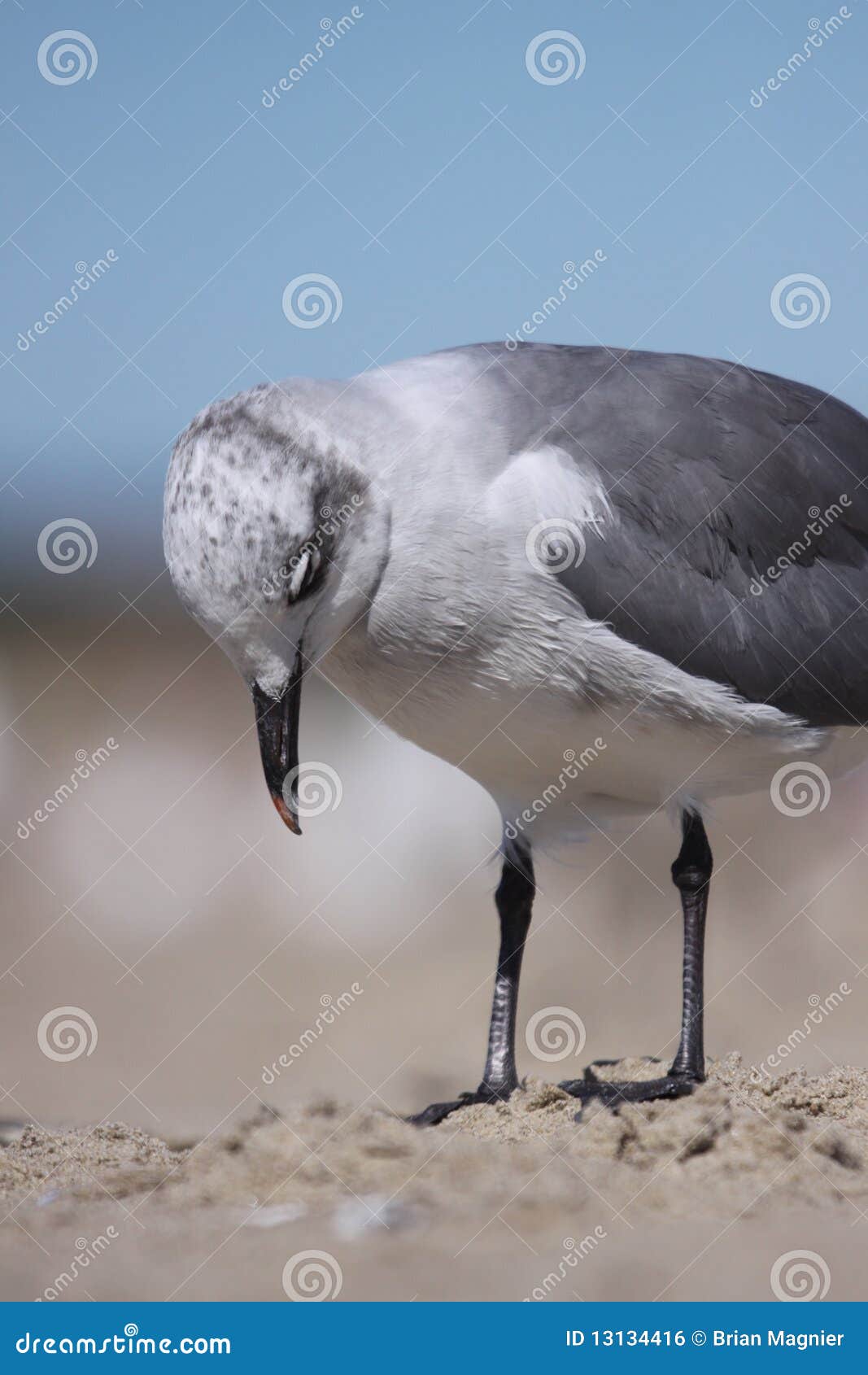 Laughing Gull Looking at Feet Stock Photo - Image of feet, laughing ...