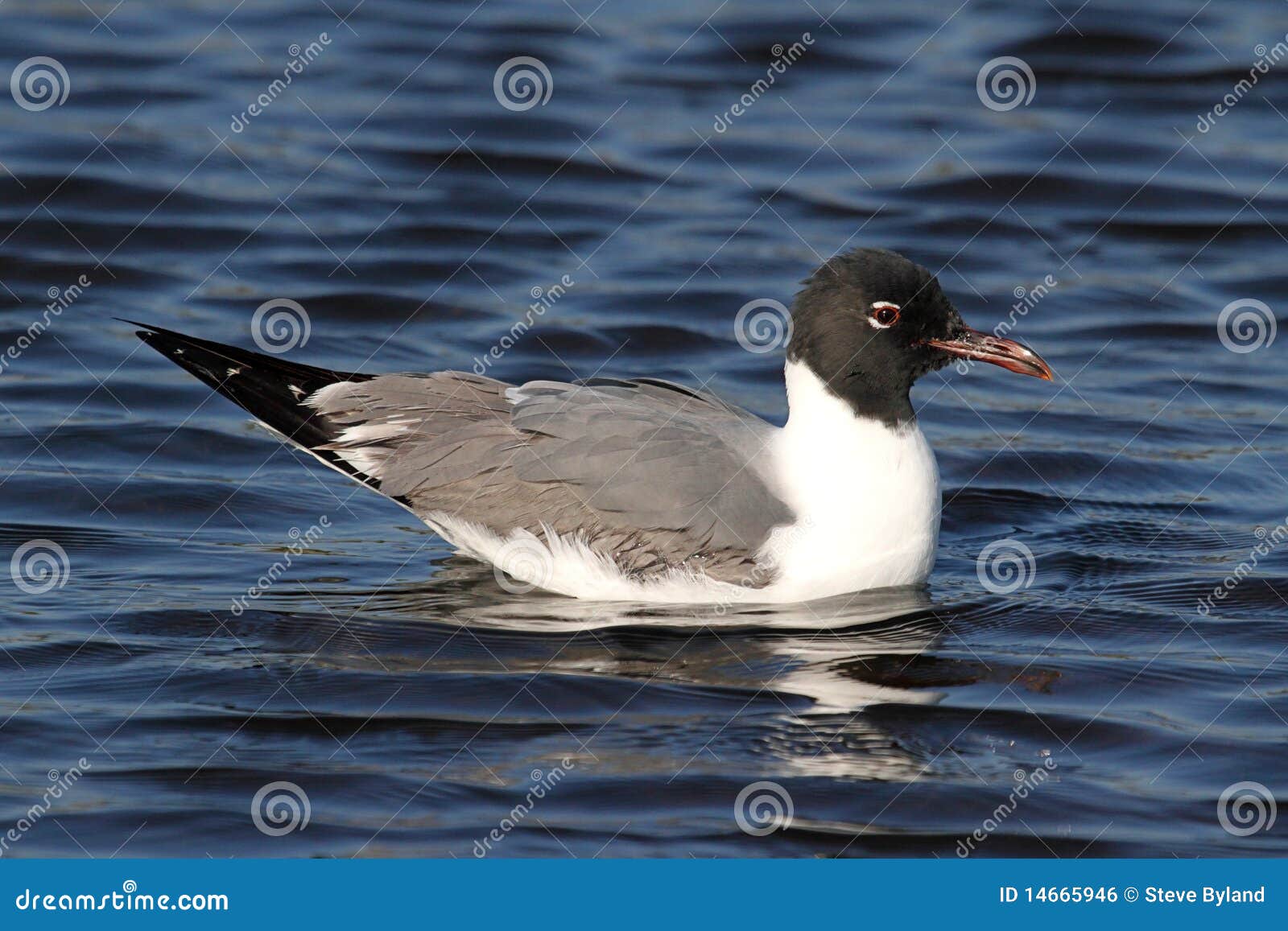 Laughing Gull by the Ocean stock photo. Image of gull - 14665946
