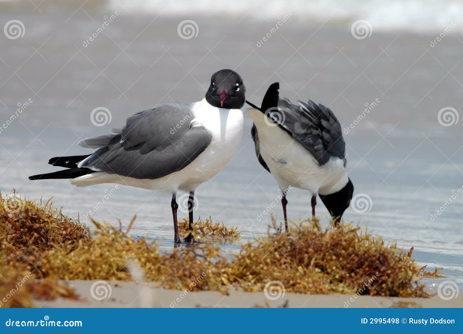 Laughing Gull Pair stock photo. Image of friends, larus - 2995498