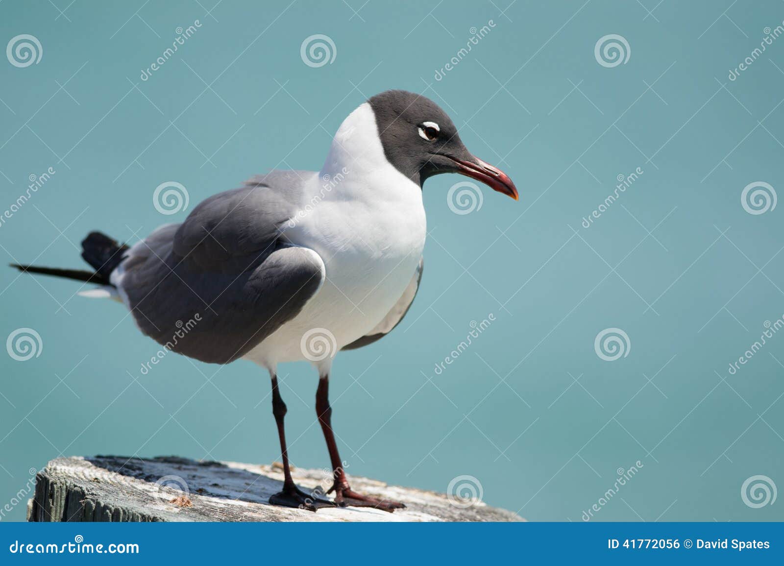Laughing Gull Posing stock photo. Image of bird, animal - 41772056