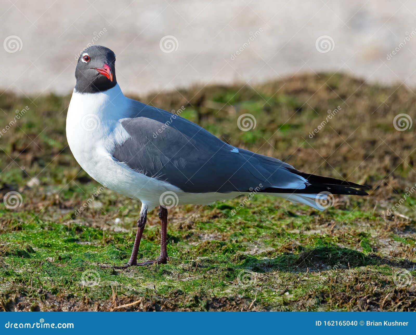Laughing Gull Standing on the Beach Stock Photo - Image of wildlife ...
