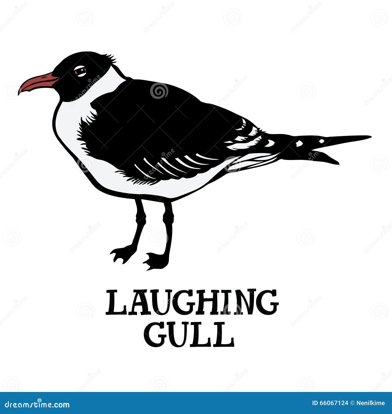 Laughing gull stock vector. Illustration of common, cute - 66067124 Laughing gull stock vector. Illustration of common, cute - 66067124