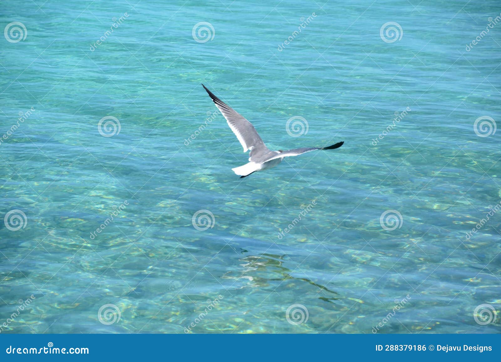 Laughing Gull with Wings Extended in Flight Stock Photo - Image of ...