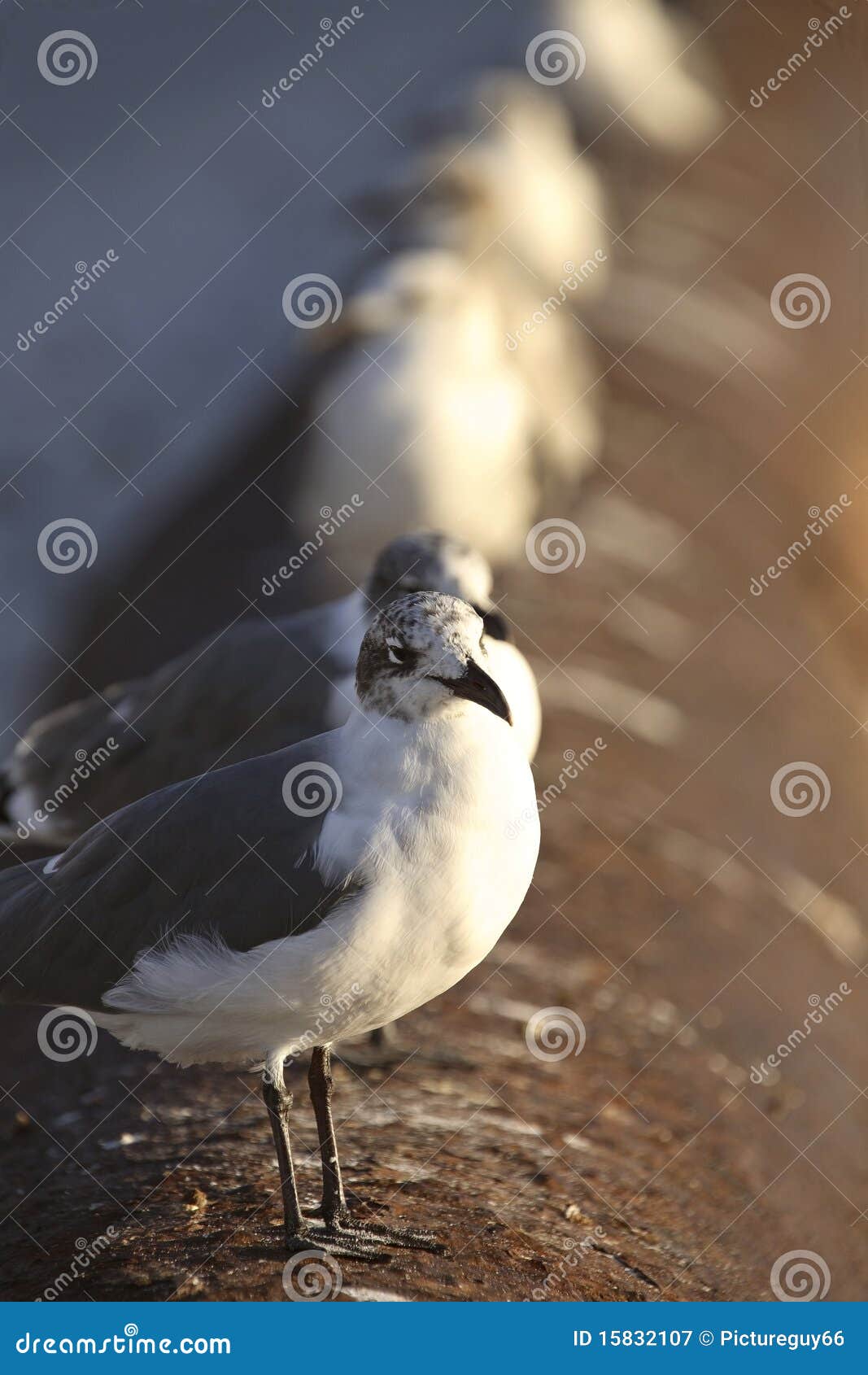 Laughing Gulls stock image. Image of ocean, small, sarasota - 15832107