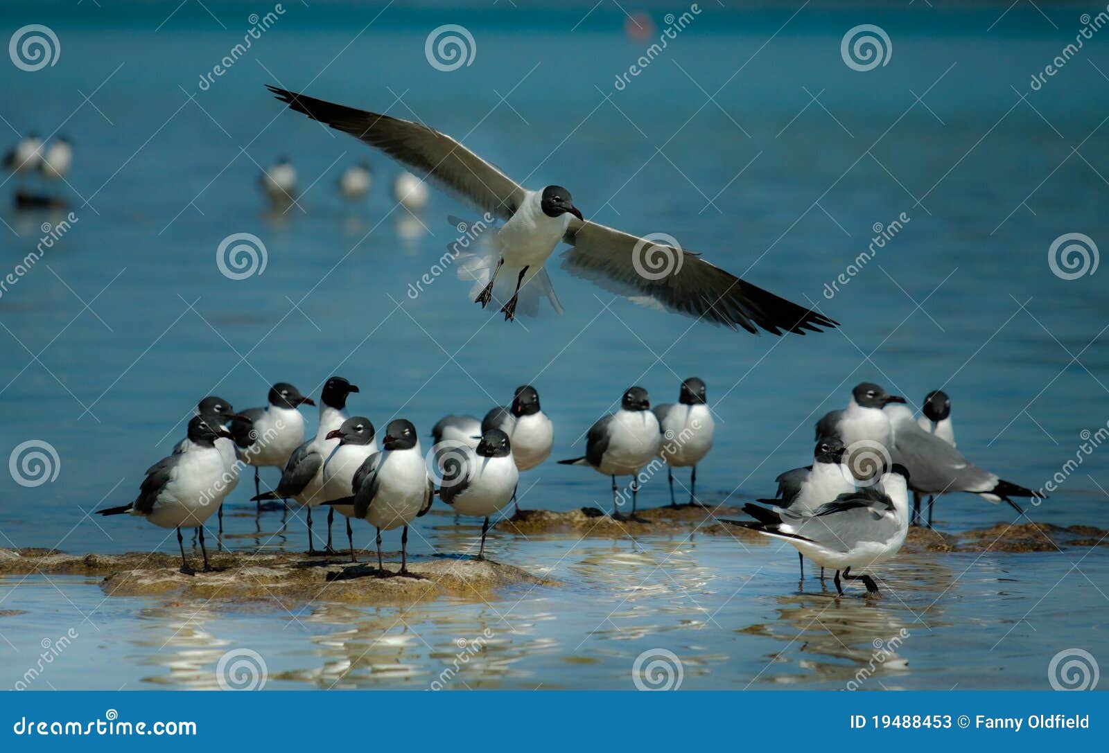 Laughing gulls stock image. Image of flying, gulls, wings - 19488453