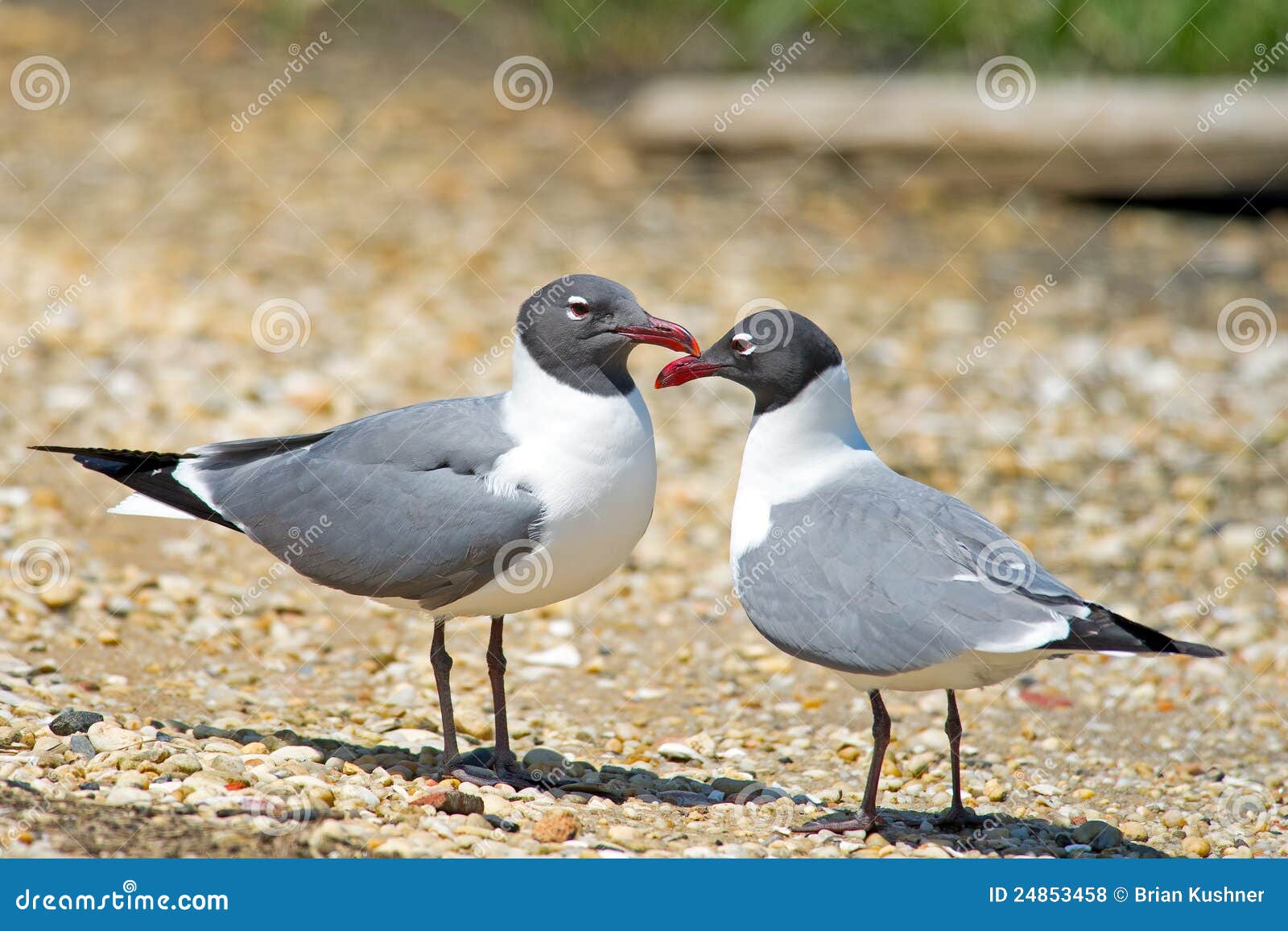 Laughing Gulls stock photo. Image of eating, face, larus - 24853458