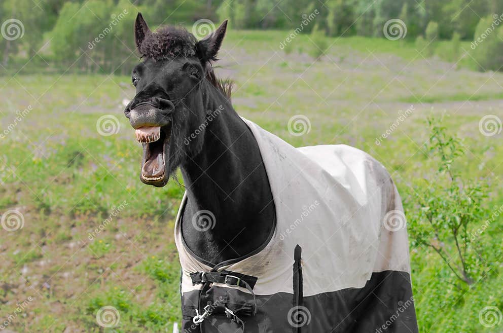 Laughing horse stock image. Image of humor, expression - 27307881